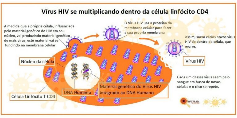 Como o Vírus HIV Age no Organismo Humano | Dra. Keilla Freitas - Dra ...